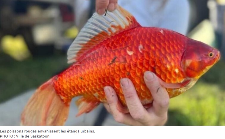 Les poissons rouges envahissent les étangs urbains - Radio-Canada ...